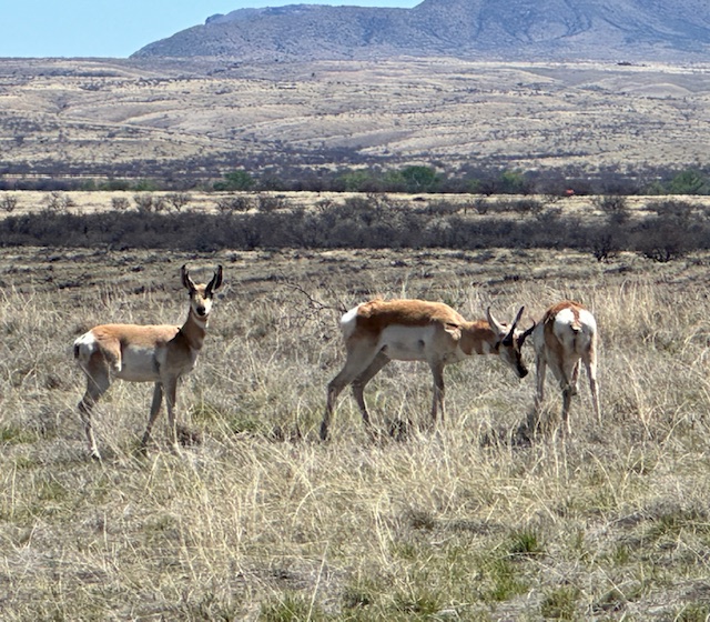 Cienega Watershed Partnership – A2 | Anthropocene Alliance