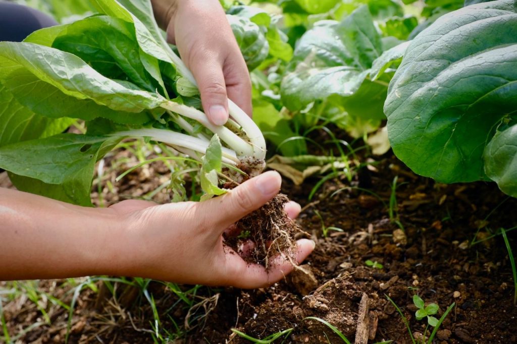 Guåhan Sustainable Culture – A2 | Anthropocene Alliance