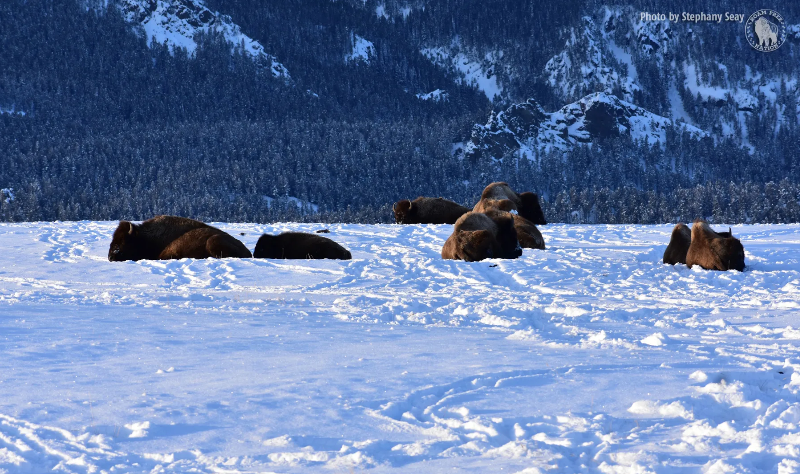 Roam Free Nation – A2 | Anthropocene Alliance